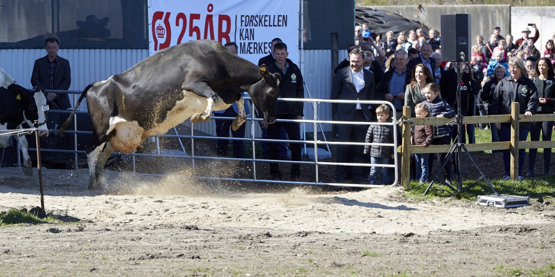 Ever Seen a Dancing Cow? Join the “Øko-dag” on Sunday 14 April | Your ...