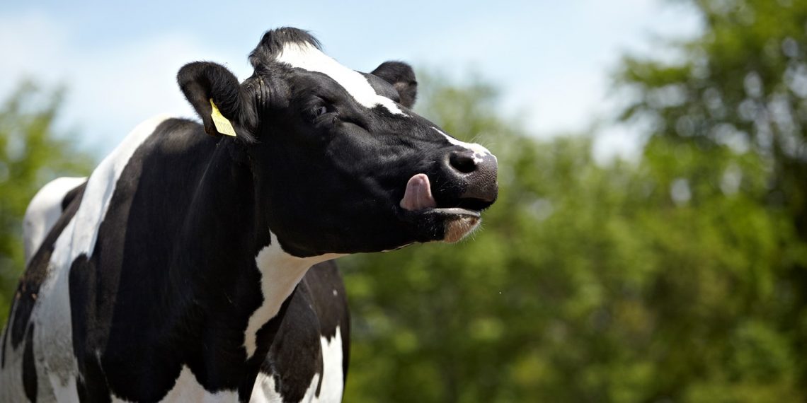 Ever Seen a Dancing Cow? Join the “Øko-dag” on Sunday 14 April | Your ...